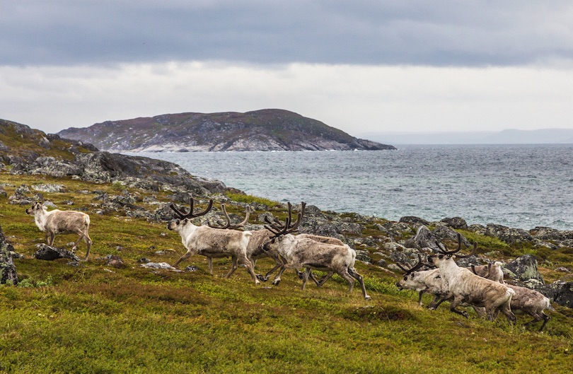 10 Most Incredible Animals In Norway with Photos WildlifeTrip