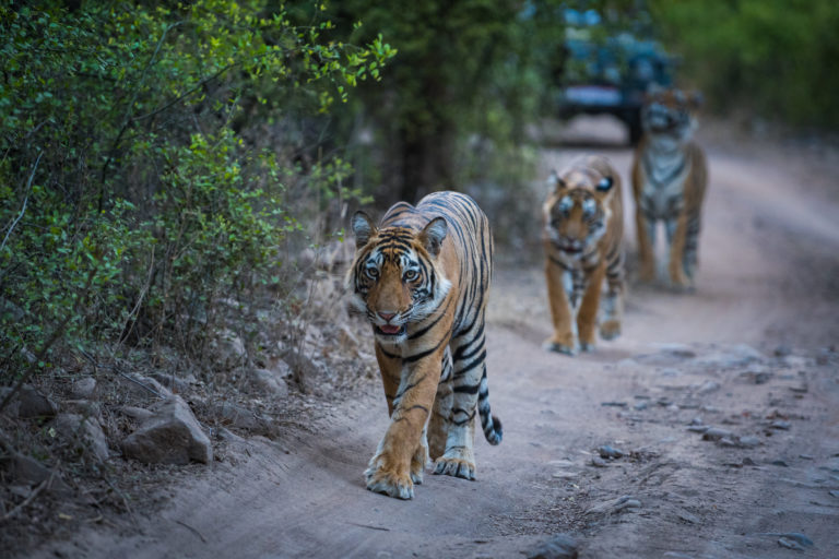 How Long Do Tigers Live? Discover the Tiger Lifespan (with Photos ...