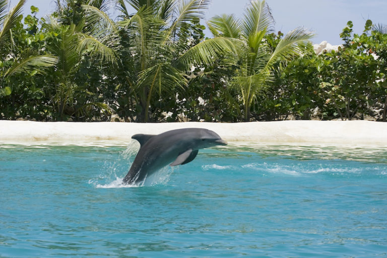 How Long Do Dolphins Live? Discover the Dolphin Lifespan (with Photos ...