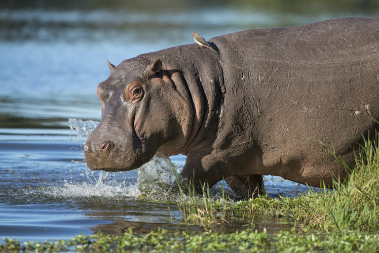 What do Hippos Eat? Discover the Hippo Diet (with Photos) - WildlifeTrip