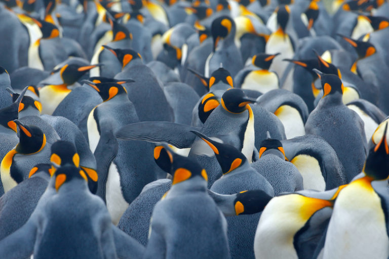 How Long Do Penguins Live? Discover the Penguin Lifespan (with Photos ...