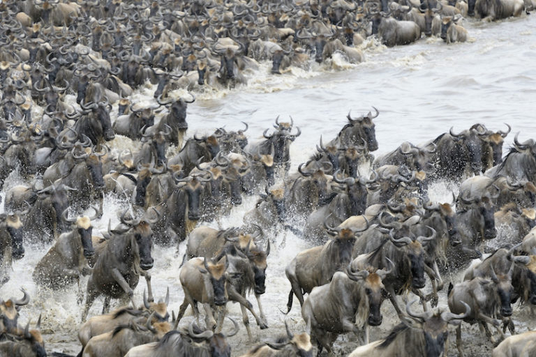 What do Wildebeest Eat? Discover the Wildebeest Diet (with Photos ...