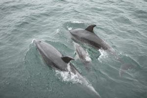 What Do Dolphins Eat? Discover the Dolphin Diet (with Photos ...