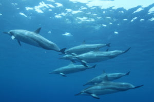 What Do Dolphins Eat? Discover the Dolphin Diet (with Photos ...