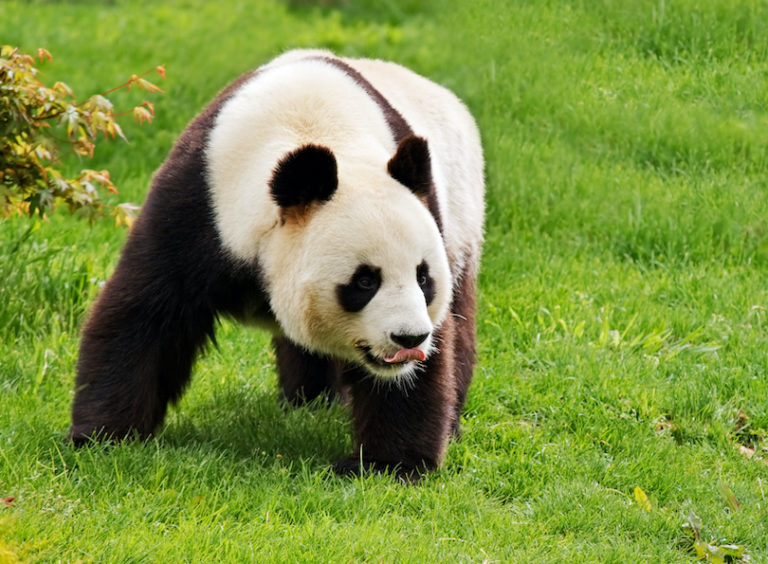 12 Different Types of Bears Around the World (with Photos) - WildlifeTrip