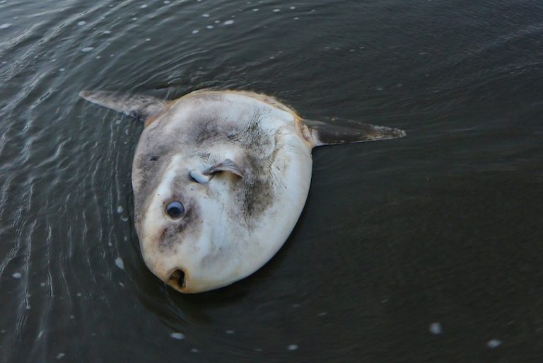 10 Biggest Fish in the World (with Photos) - WildlifeTrip