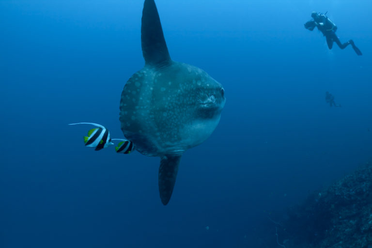 10 Biggest Fish in the World (with Photos) - WildlifeTrip