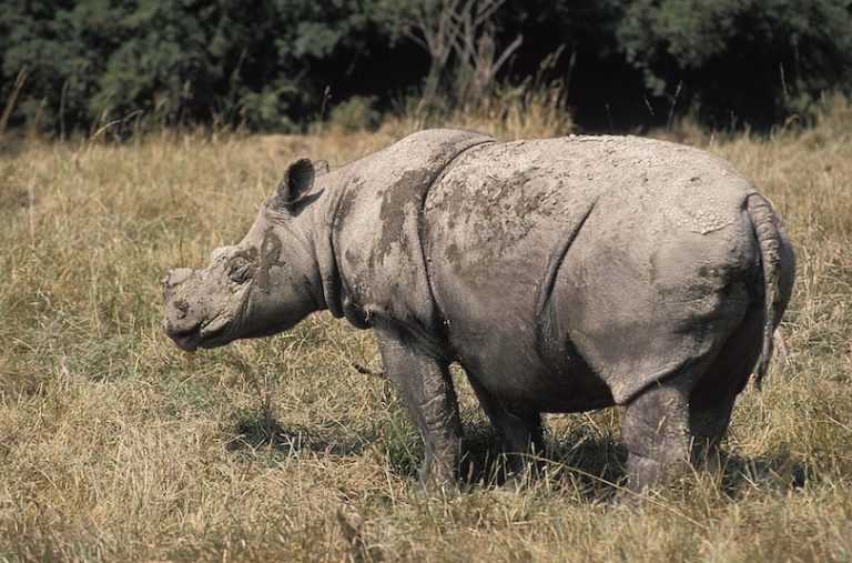 All 5 Different Types of Rhinos Around the World (with Photos ...