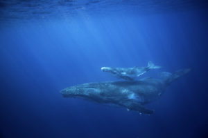 What Do Whales Eat? Discover the Whale Diet (with Photos) - WildlifeTrip