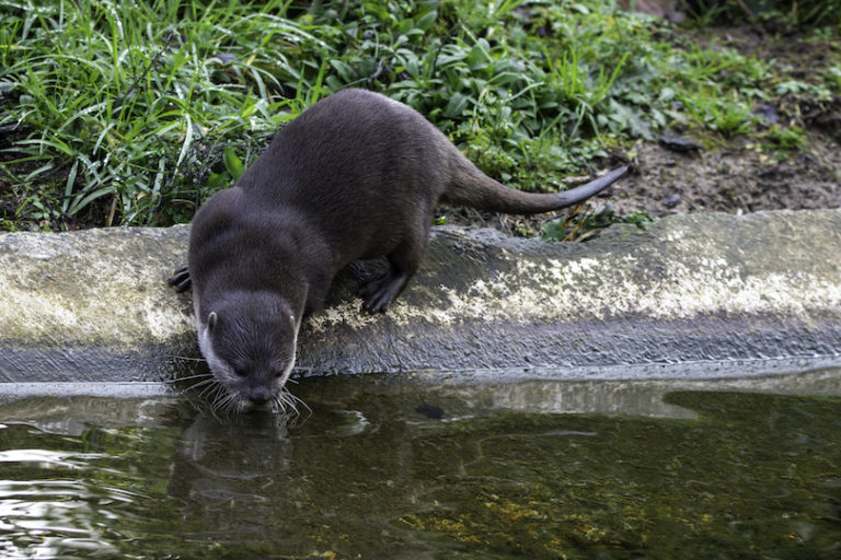 All 13 Different Types of Otters around the World (with Photos ...