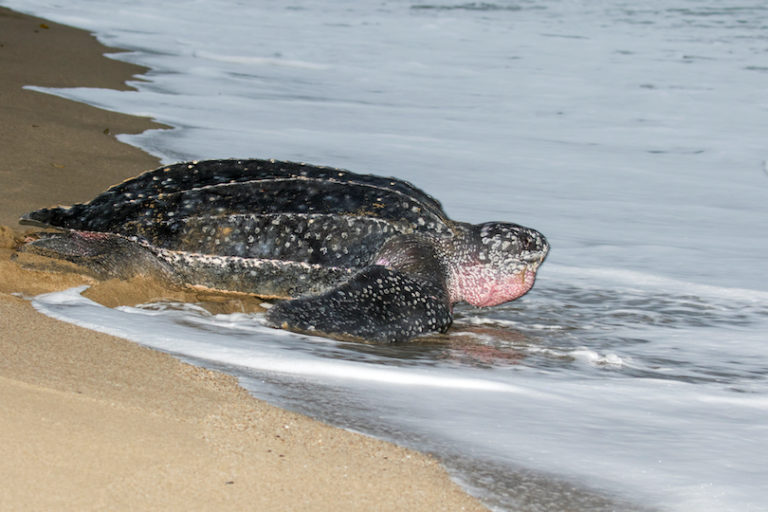 All 7 Different Types of Sea Turtles that Live in the Oceans (with ...