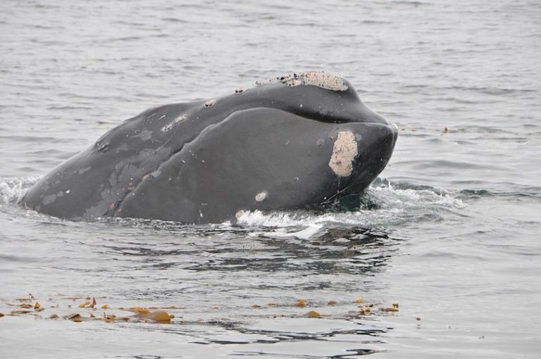 All 17 Different Types of Whales in the Oceans (with Photos) - WildlifeTrip