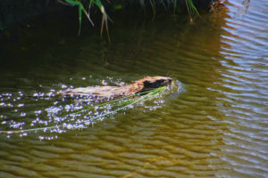 All 13 Different Types of Otters around the World (with Photos ...