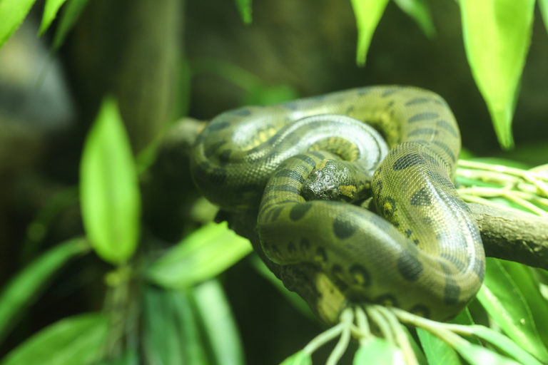 35 Animals that Live in the Amazon Rainforest (with Photos) - WildlifeTrip