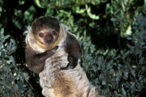 All 6 Different Types of Sloths in the Americas (with Photos ...