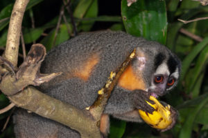 All 19 Different Types of New World Monkeys (with Photos) - WildlifeTrip