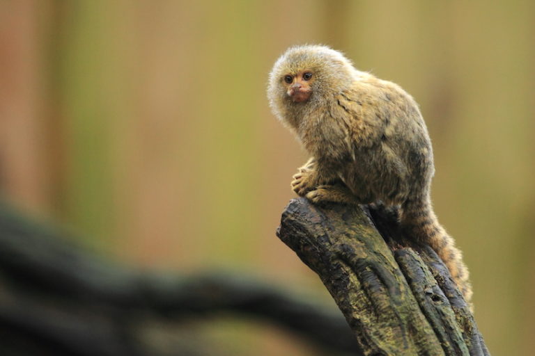 All 19 Different Types of New World Monkeys (with Photos) - WildlifeTrip