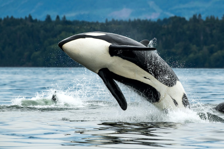 12 Largest Mammals in the World (with Photos) - WildlifeTrip