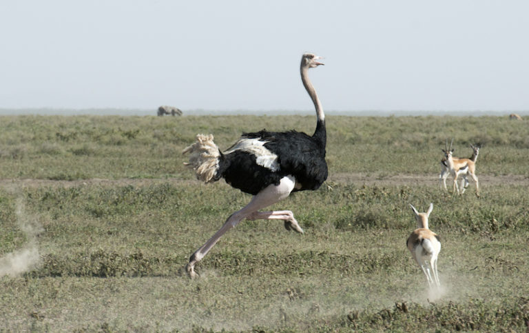 23 Animals that Live in the Savanna of Africa (with Photos) - WildlifeTrip