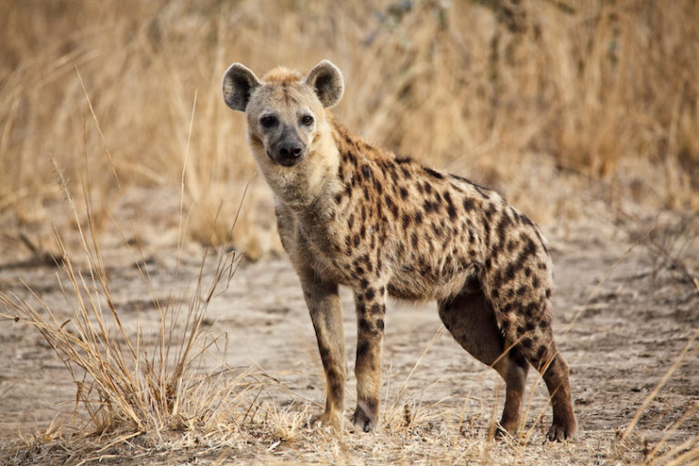 23 Animals that Live in the Savanna of Africa (with Photos) - WildlifeTrip